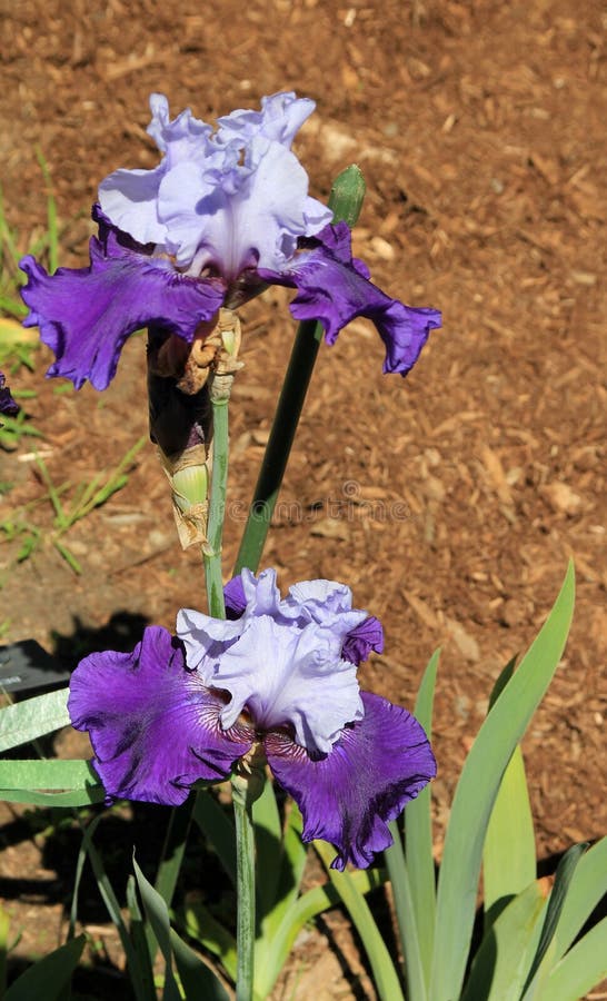 Colorful Irises stock photo. Image of iris, leaf, flower - 187321450