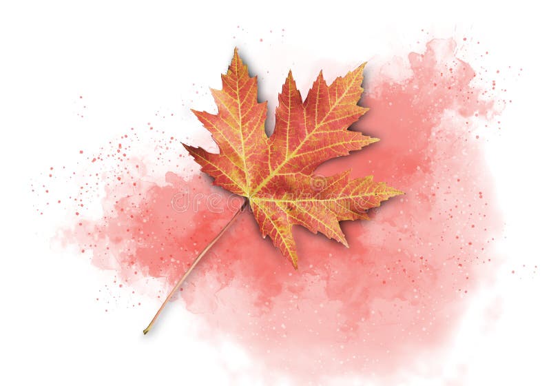 Colorful Isolated Fall Acer Leaf on a Red Watercolor Background Stock ...