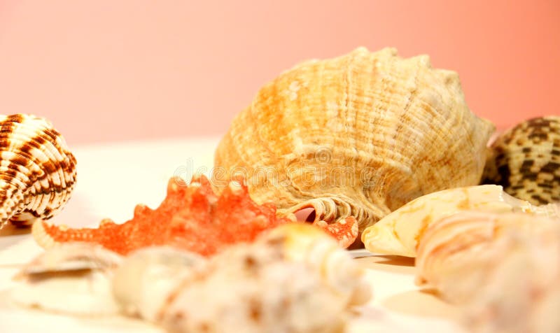 Sea shells isolated stock image. Image of seashells - 104985827