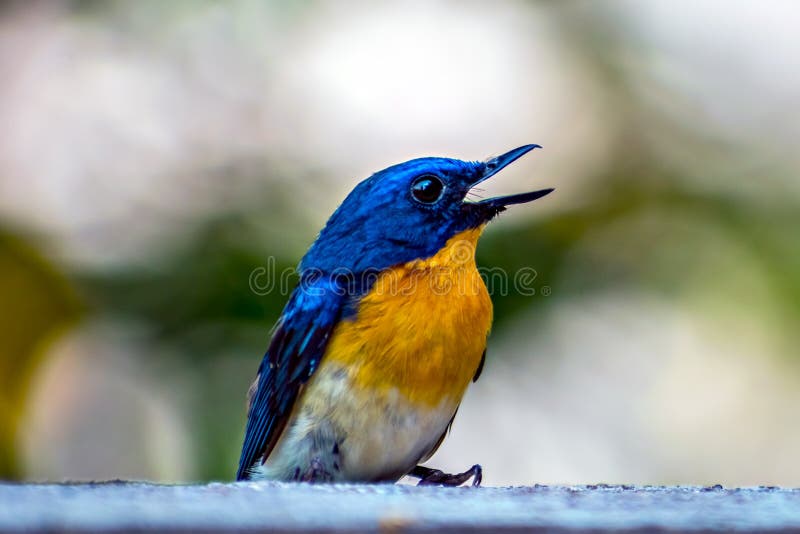 Colorful, Isolated, Young Indian Blue Robin Sitting on a Wall of the ...