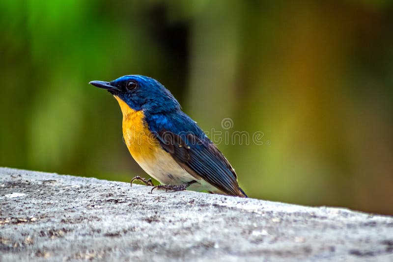 Colorful, Isolated, Young Indian Blue Robin Sitting on a Wall of the ...