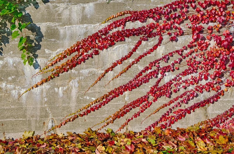 Colorful Ivy stock image. Image of quinquefolia, fall - 33855795