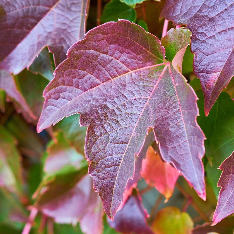 Colorful ivy creeper leaf stock photo. Image of climbing - 129279048