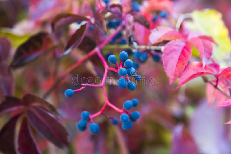 Colorful ivy leaves stock image. Image of gardening, closeup - 68311455