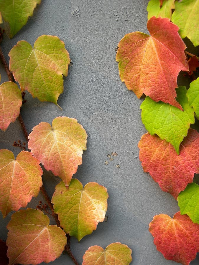 Dahlia stock photo. Image of summer, attractive, botany - 4518158