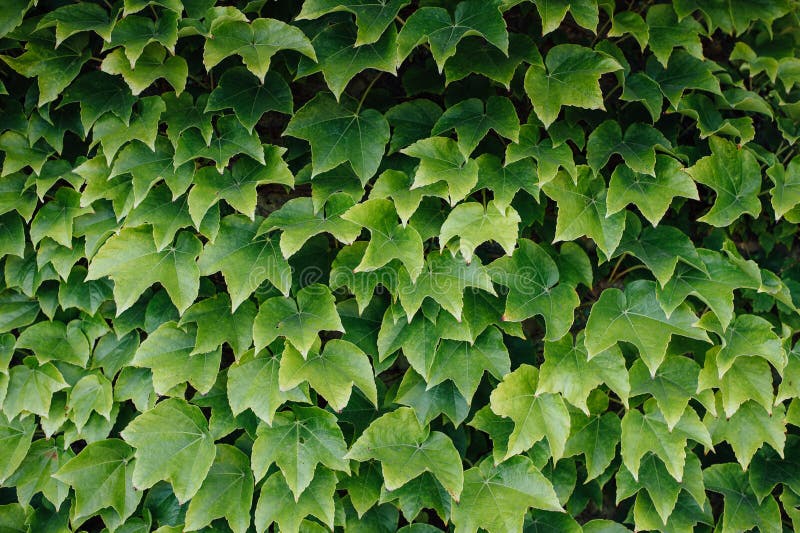 Colorful Ivy Leaves in Summer, Stock Photo - Image of exterior, leafs ...