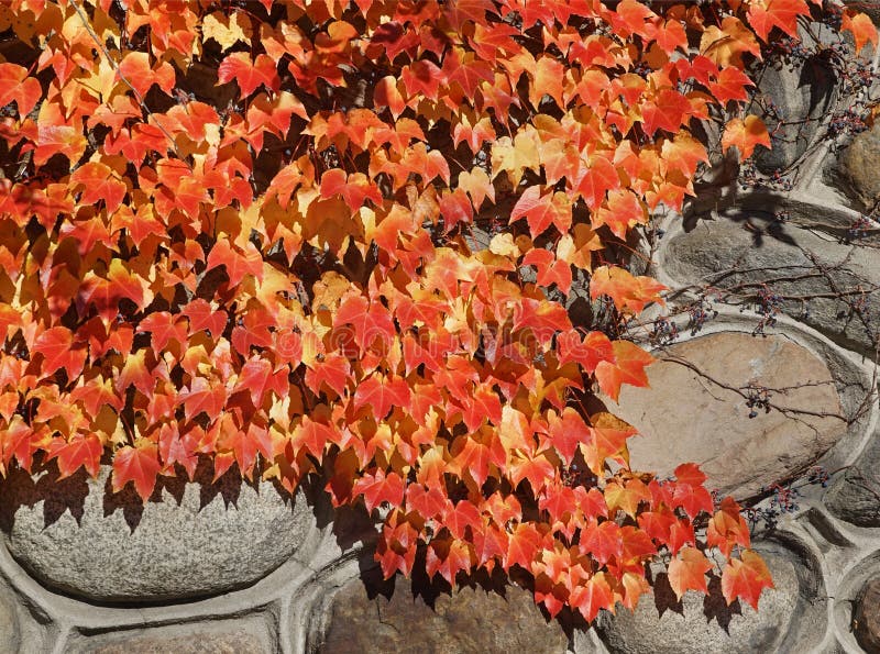 Colorful ivy stock image. Image of vine, autumn, stone - 80104883