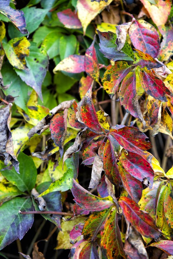 Colorful ivy stock photo. Image of leaves, fall, plant - 133142060