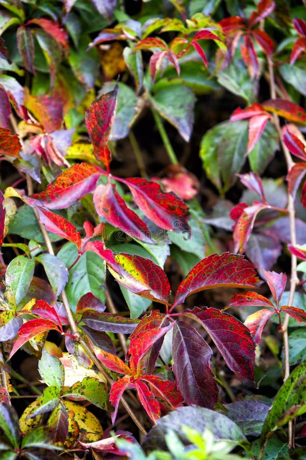 Ivy texture stock image. Image of colorful, texture - 131851139
