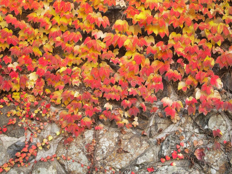 Colorful ivy on the wall stock image. Image of foliage - 25243835