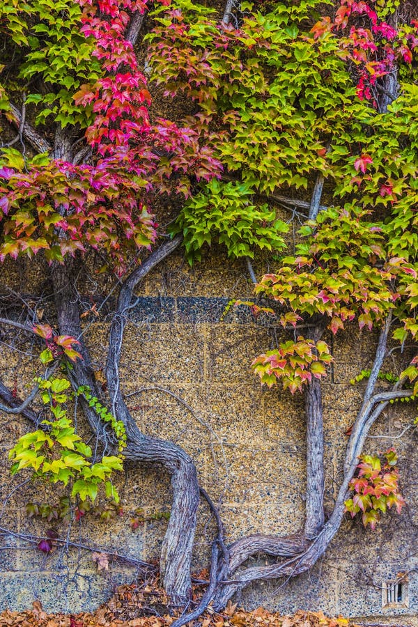 Colorful Ivy on Wall stock photo. Image of multi, nature - 27594820