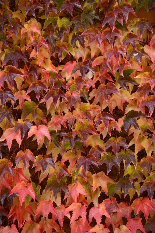 Colorful Ivy on the Wall in Autumn Stock Image - Image of overgrown ...
