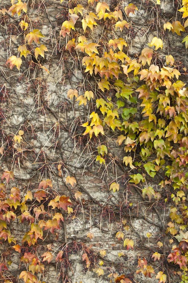 Colorful Ivy Wall Background Stock Image - Image of outdoor, backdrop ...