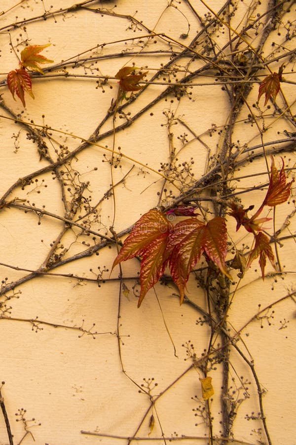 Colorful Ivy Wall Background Stock Photo - Image of bright, foliage ...