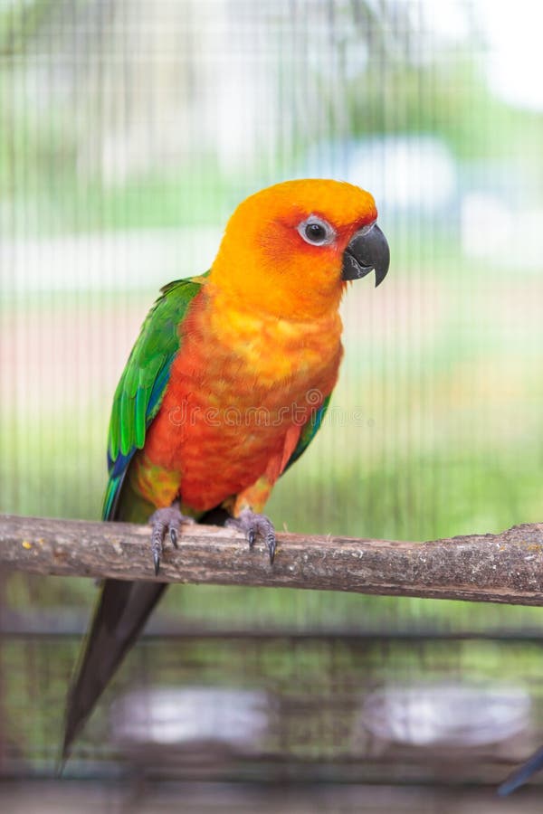 Colorful Jandaya or Jenday Conure Stock Photo - Image of orange, nature ...