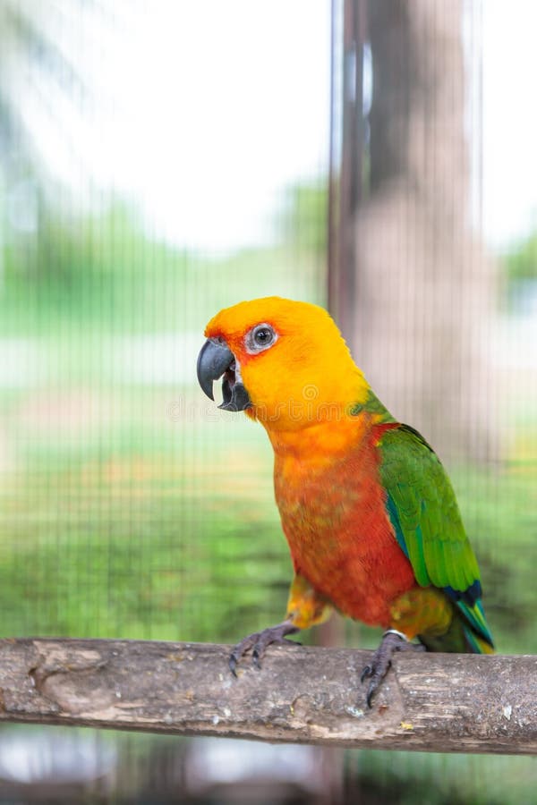 Colorful Jandaya or Jenday Conure Stock Photo - Image of orange, nature ...