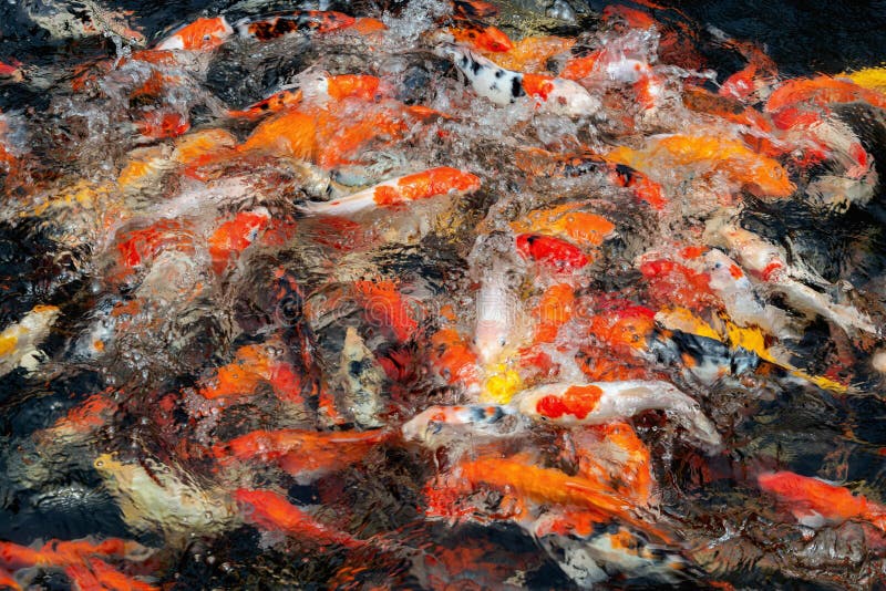 Colorful Japanese Carp Fish in a Pond. Stock Photo - Image of begging ...
