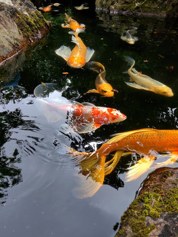 Colorful Japanese Carps in Pond Stock Photo - Image of explore ...
