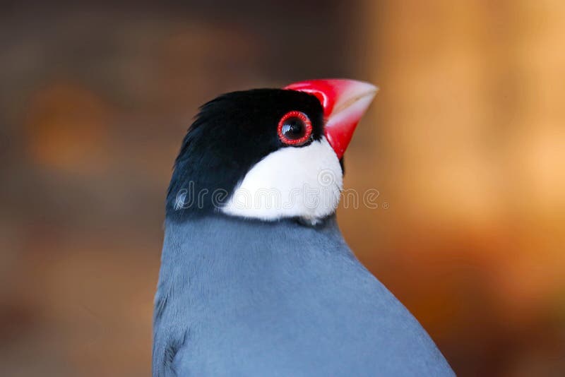 Head of a Colorful Java Sparrow with a Red Beak Looking Upwards Stock ...