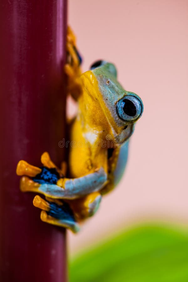 Colorful Jungle Theme with Frog, Vivid Colors Stock Photo - Image of ...