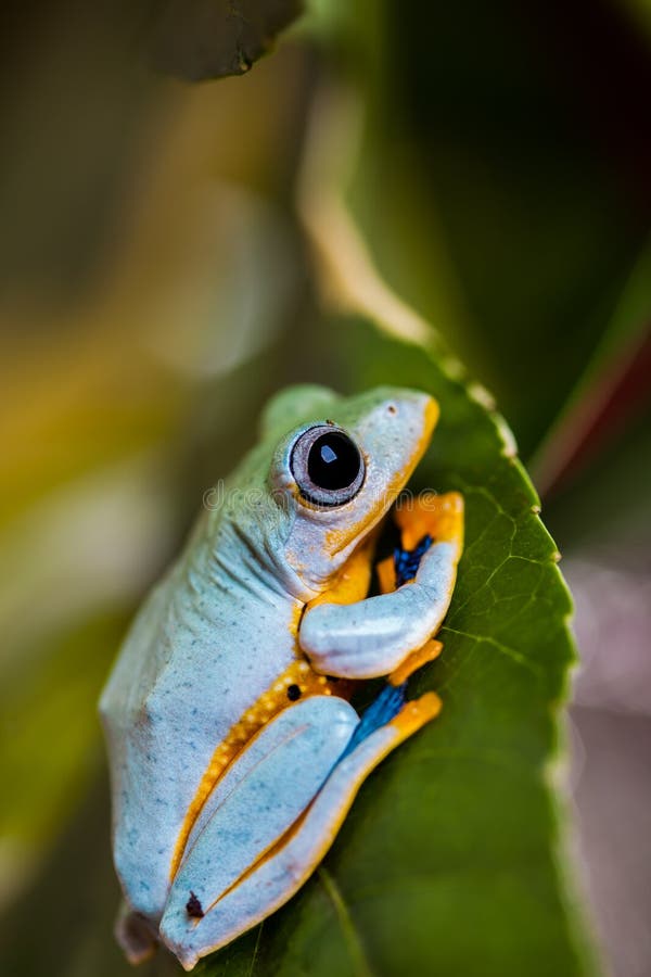 Colorful Jungle Theme with Frog, Vivid Colors Stock Photo - Image of ...