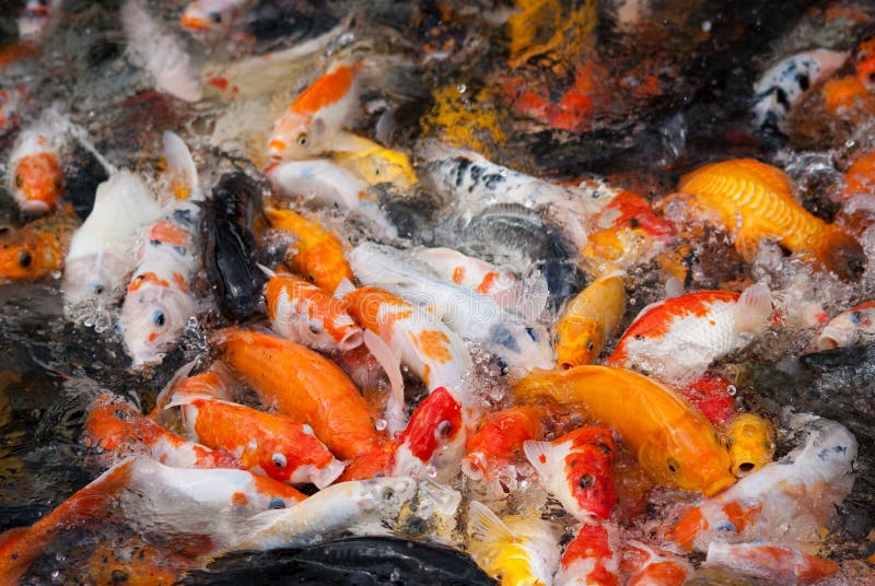 Colorful Koi stock image. Image of swarm, splash, colorful - 21285235