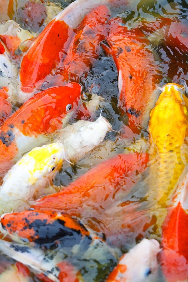 Colorful Koi or Carp Chinese Fish Stock Photo - Image of asia ...