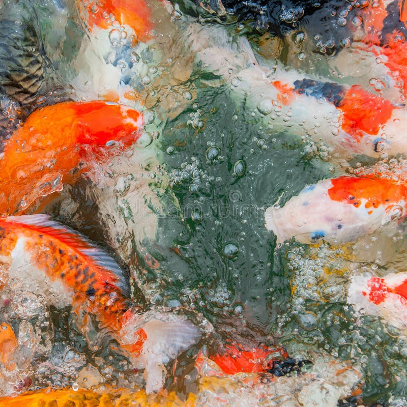 Colorful Koi carp stock image. Image of animal, china - 46043065