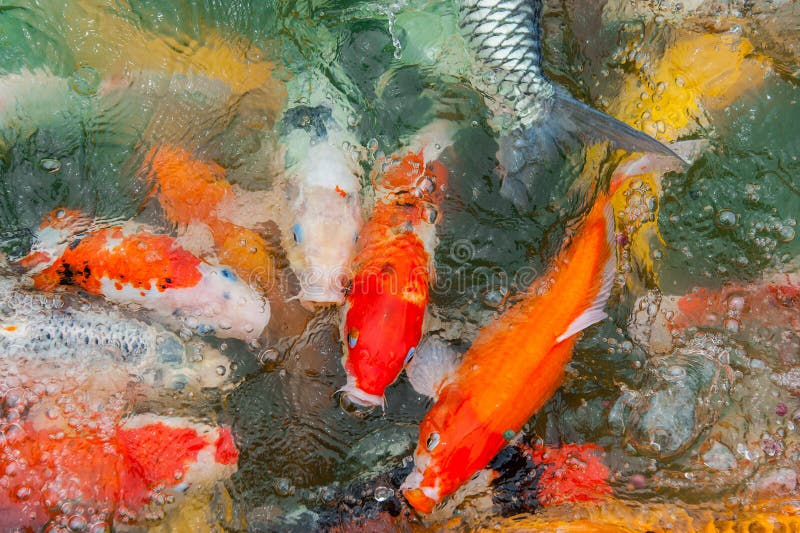 Colorful Koi carp stock photo. Image of china, black - 46158054