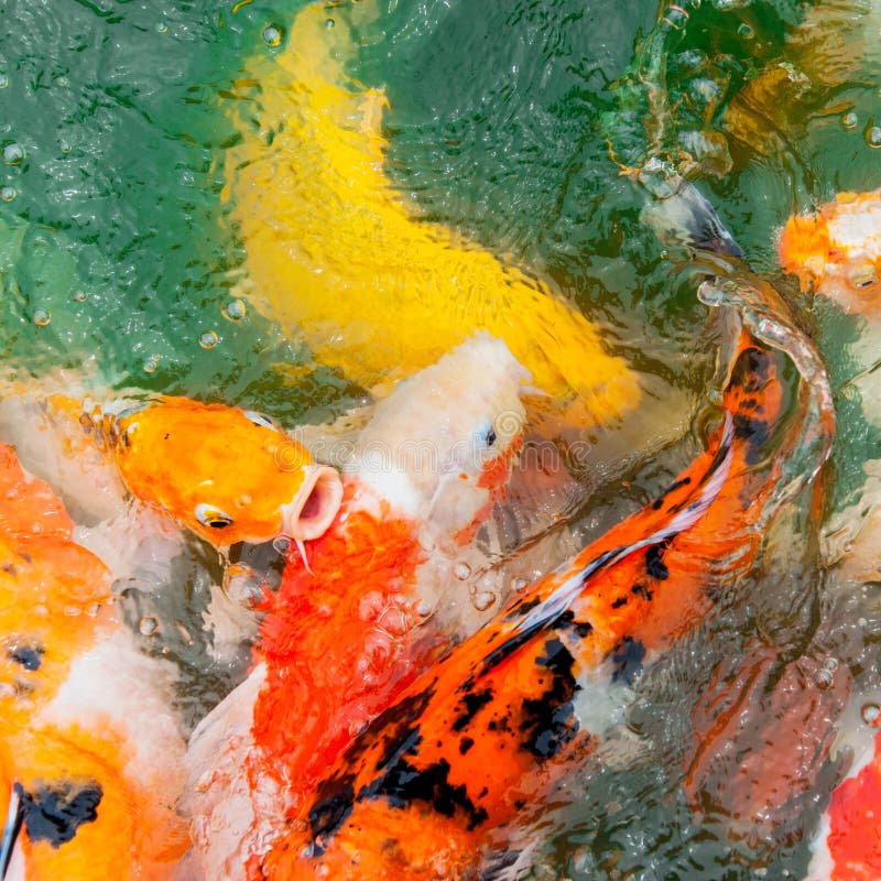 Colorful Koi carp stock photo. Image of carp, oriental - 46294200