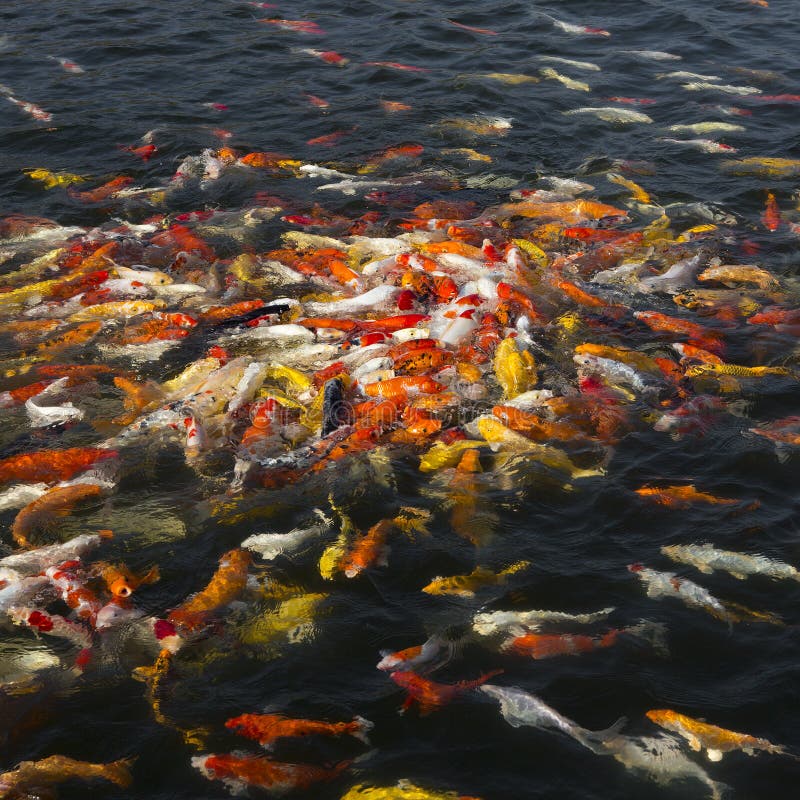 Colorful koi fish stock image. Image of full, aquatic - 226154855