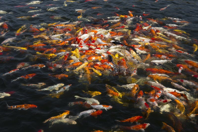Colorful koi fish stock photo. Image of exterior, colorful - 226155224