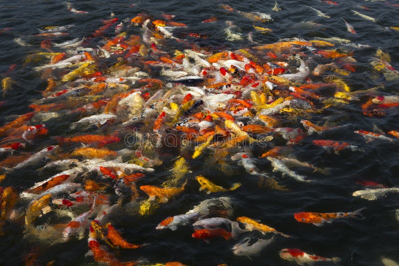 Colorful koi fish stock photo. Image of color, happy - 226154446