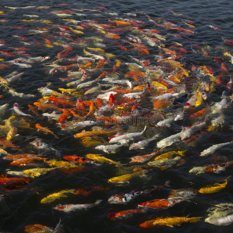 Colorful koi fish stock photo. Image of color, happy - 226154446