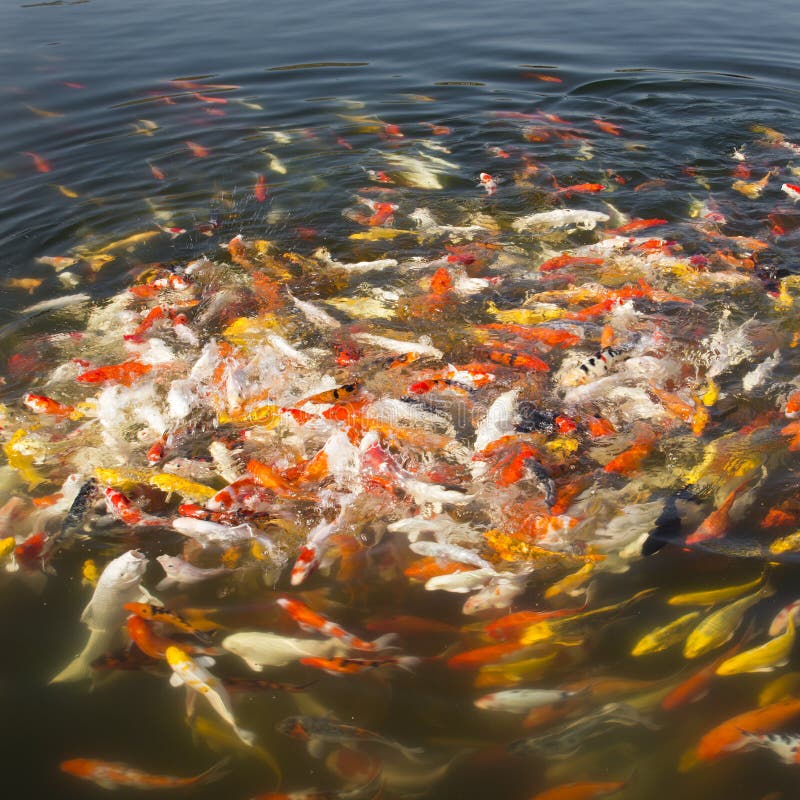 Colorful koi fish stock photo. Image of color, happy - 226154446
