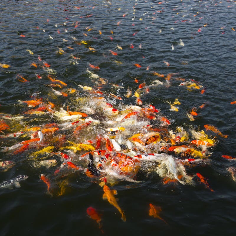 Colorful koi fish stock image. Image of gardening, nature - 226154967