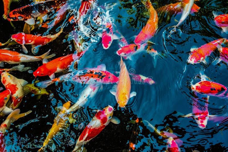 Colorful koi fish stock image. Image of aquatic, fishes - 157788401