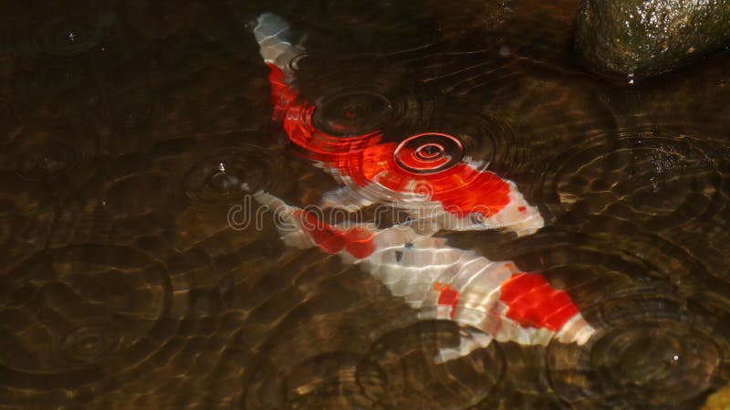 Colorful Koi Fish in the Clear and Clean Water Stock Photo - Image of ...