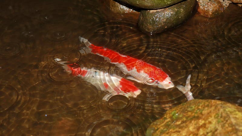 Colorful Koi Fish in the Clear and Clean Water Stock Photo - Image of ...