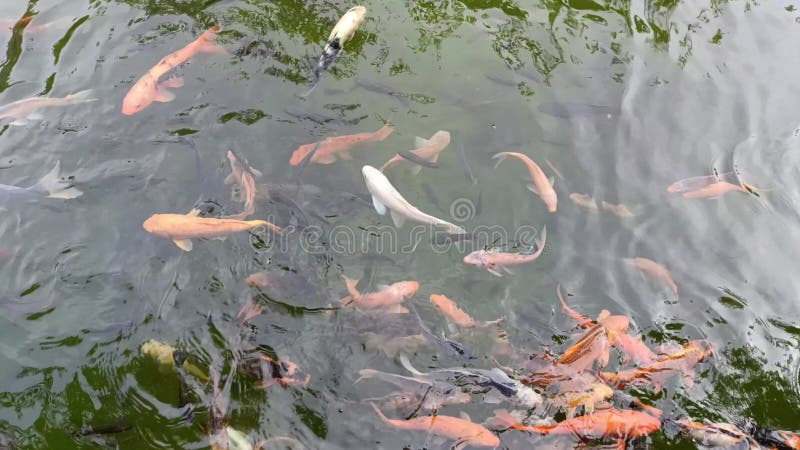 Colorful Koi Fish in Clear Water. Stock Footage - Video of aquarium ...
