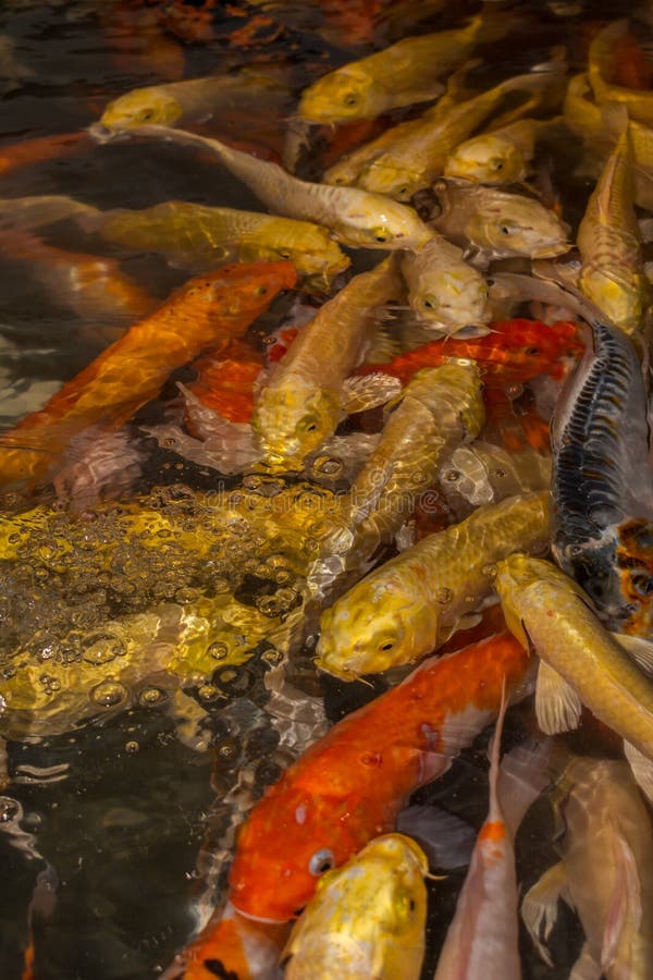 Colorful Koi Fish Inside a Mall in Southern China Stock Photo - Image ...