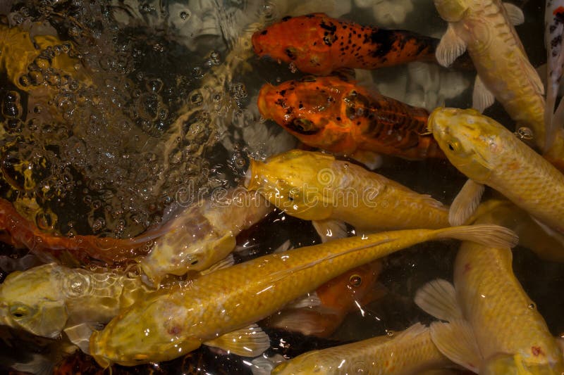 Colorful Koi Fish Inside a Mall in Southern China Stock Image - Image ...