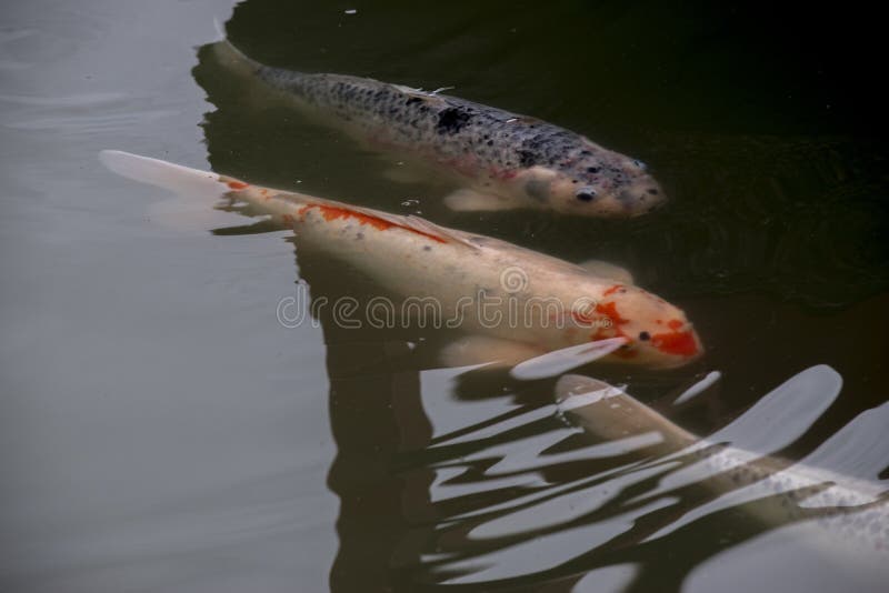 Colorful Koi Fish in the Lake Stock Photo - Image of fresh, fancy ...