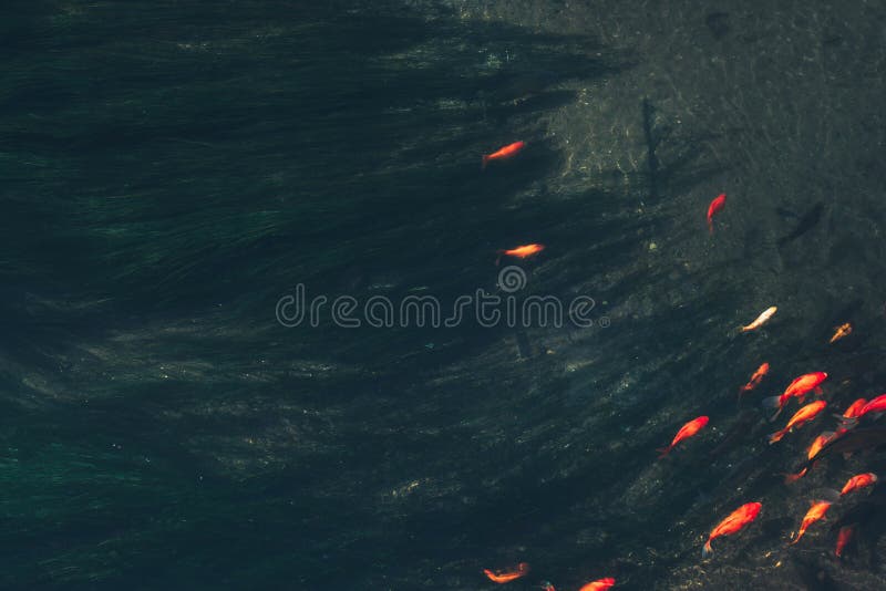 Colorful Koi Fish in the Natural River Stock Photo - Image of colorful ...