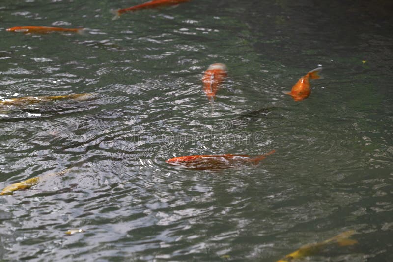 Colorful Koi Fish Play in the Pool and Wait for the Part Stock Photo ...