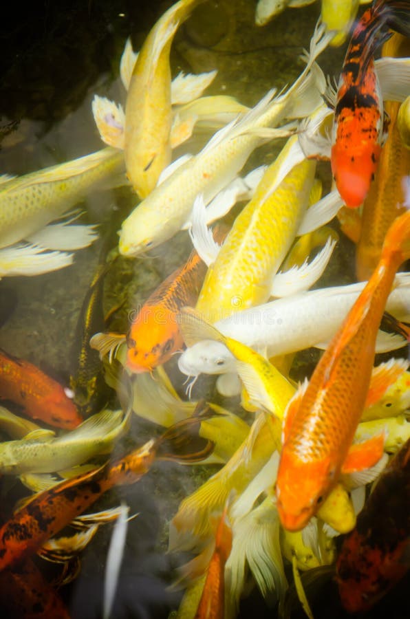 Colorful Koi Fish in the Pond Stock Photo - Image of animal, aquatic ...