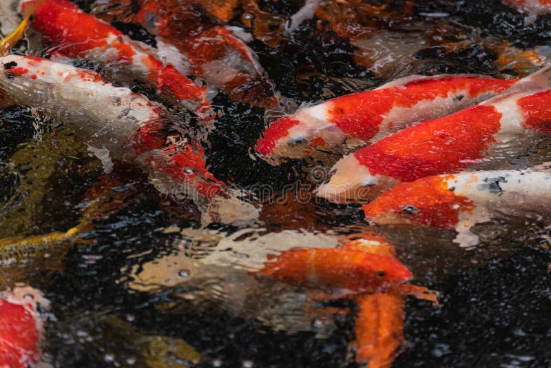 Colorful Koi Fish in the Fish Pond, Crayfish Stock Photo - Image of ...