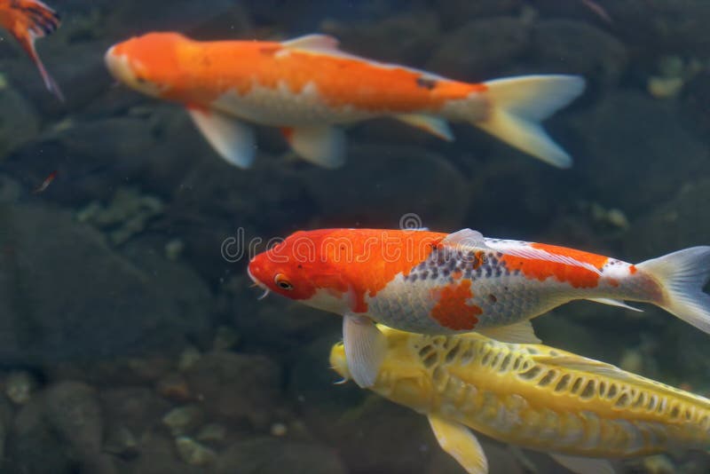 124 Fat Koi Fish Stock Photos - Free & Royalty-Free Stock Photos from ...