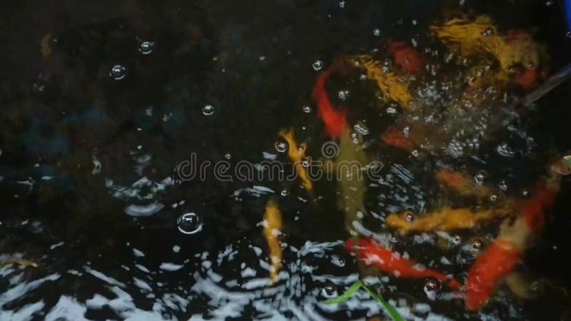 Colorful koi fish stock footage. Video of dark, color - 277418602