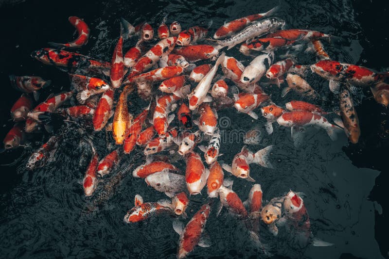 Koi Fish in a Pond, Tokyo Japan Stock Image - Image of landmark ...